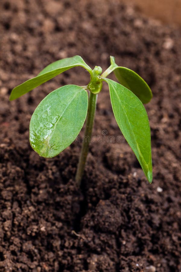 Green seedlings stock photo. Image of ground, seedling - 42348150