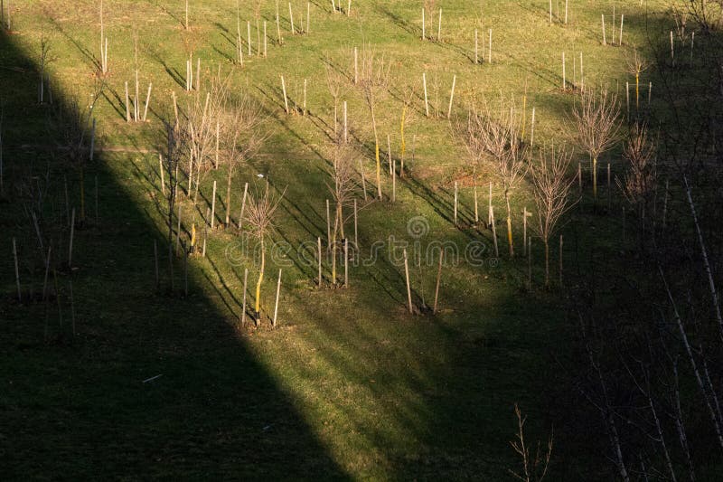 Green Seedlings of Young Trees in Sunlight Stock Photo - Image of ...