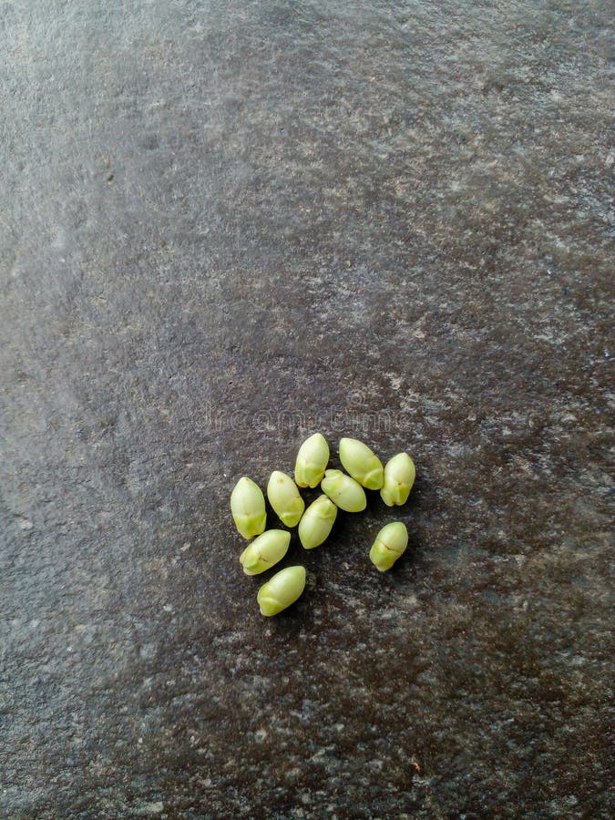 Green Seeds of Plants Isolated on Black Field. Stock Photo - Image of ...