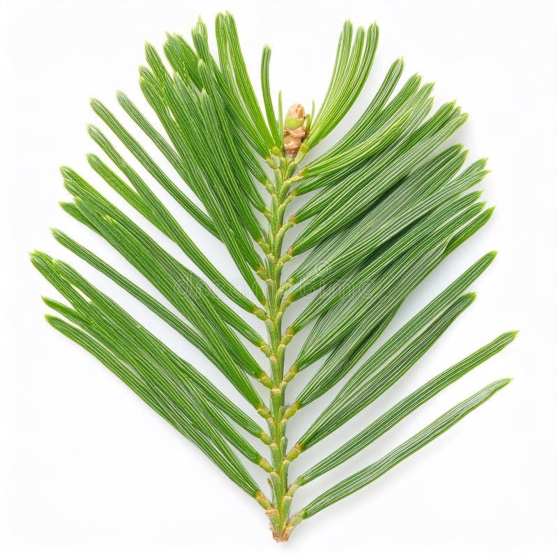 Green Sequoia Branch Resting on White Surface, Featuring Soft Needles ...