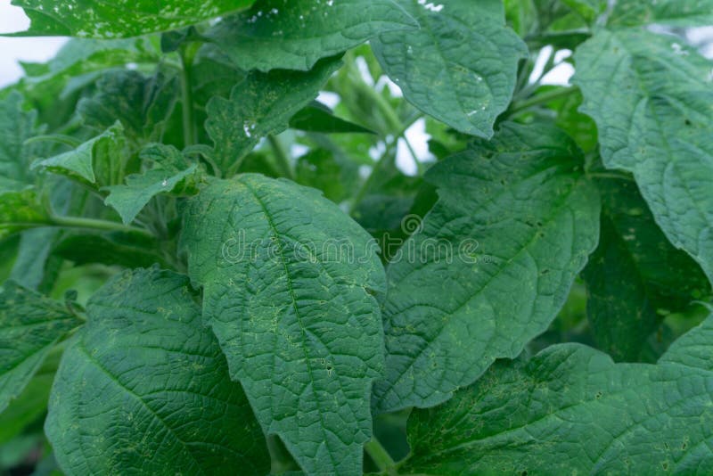 Green Sesame Leaf Growing in the Tree White Sesame Tree Agriculture ...