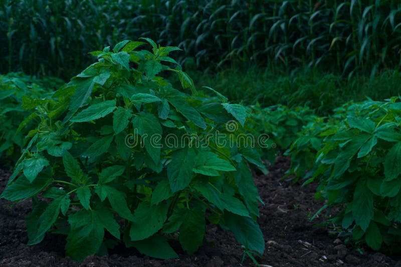 Green Sesame Leaf Growing in the Tree White Sesame Tree Agriculture ...