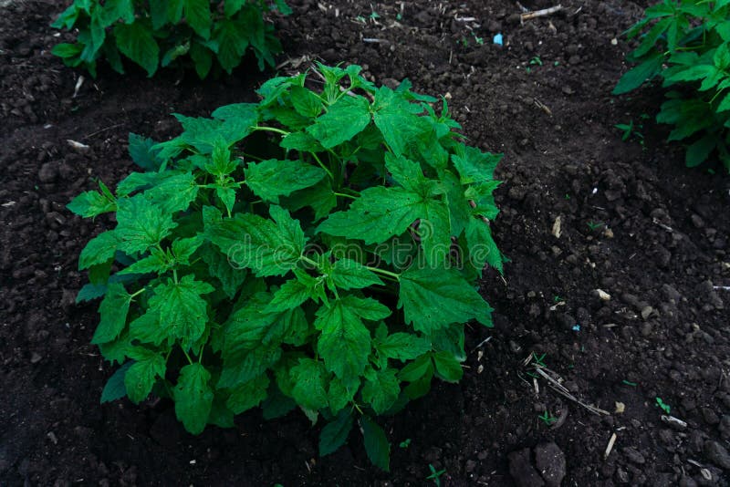 Green Sesame Leaf Growing in the Tree White Sesame Tree Agriculture ...