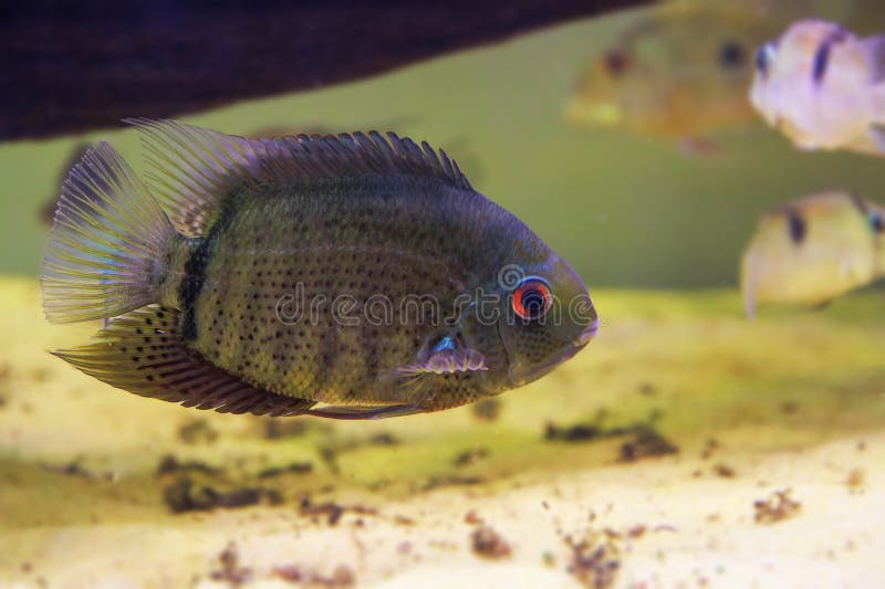 Green Severum Freshwater Fish - (heros Severus) Stock Photo - Image of ...