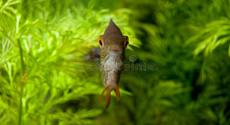 Green Sevrum stock photo. Image of american, sevrum, fish - 28383044