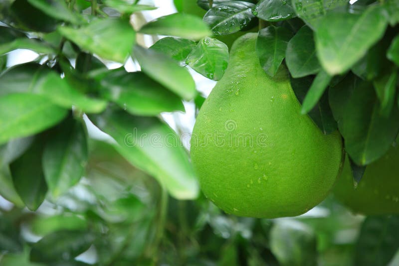 Green shaddock fruit stock image. Image of shaddock, copy - 36027415