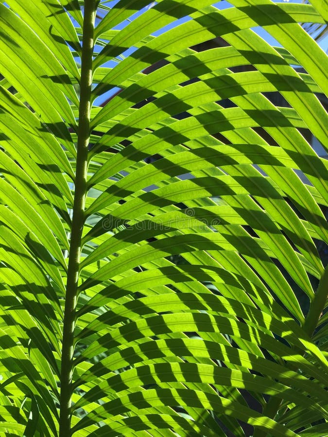 Green shade stock photo. Image of stripes, nature, shadow - 94799366