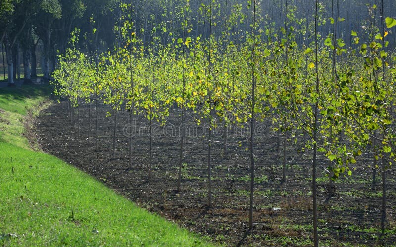 Green shades stock image. Image of landscape, natural - 198032189