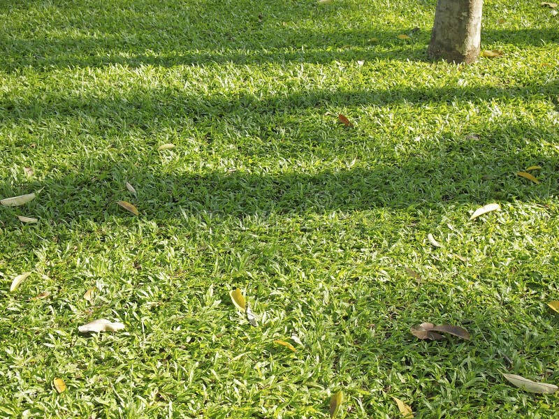Green shadow lawn stock photo. Image of season, form - 43193284