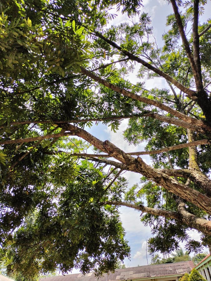 Shady tree stock photo. Image of tree, full, shady, freshness - 260708606