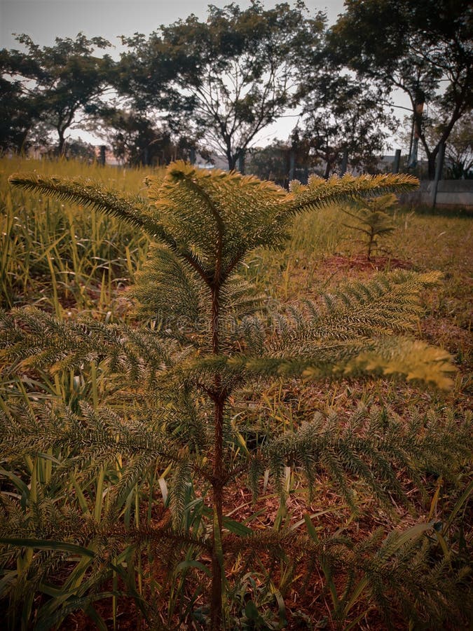 Green Shady tree stock image. Image of fresh, tree, nature - 201500571