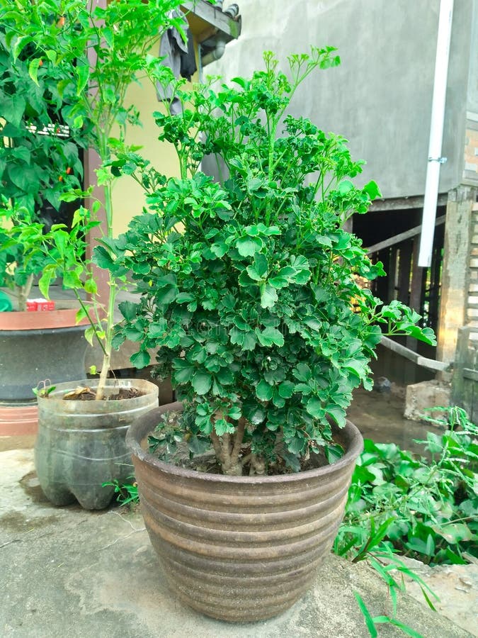 A Green and Shady Tree or Soup Leaf in Front of the House in the ...