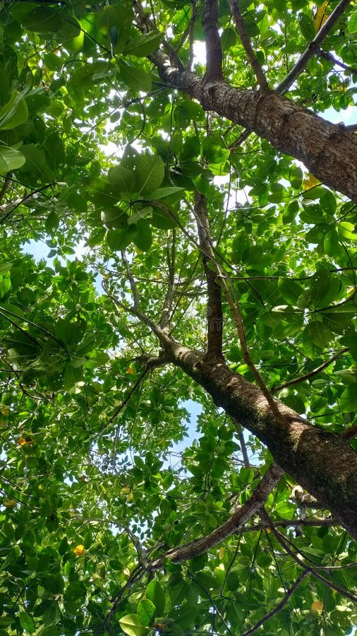 Green and Shady Trees Cool Beautiful Stock Photo - Image of trees ...