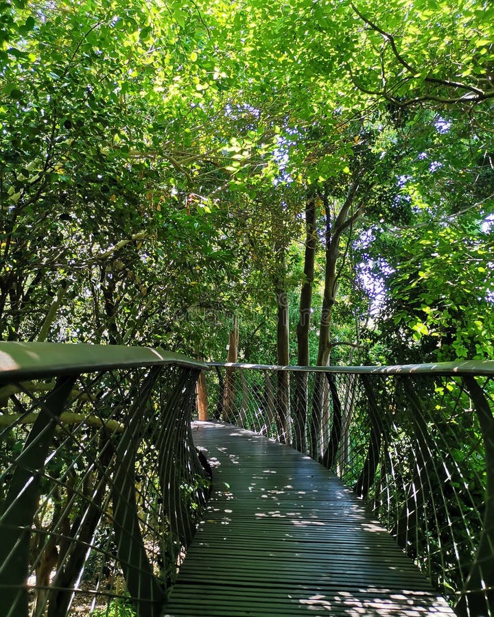 Green Shady Trees Forest Bridge Stock Photo - Image of tree, green ...