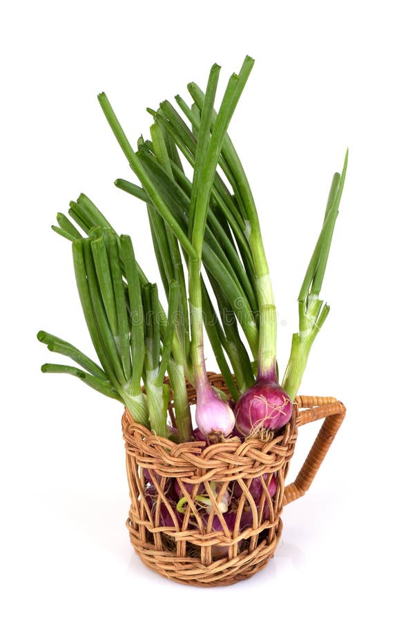 Green Shallot vegetable. stock image. Image of fresh - 95798909