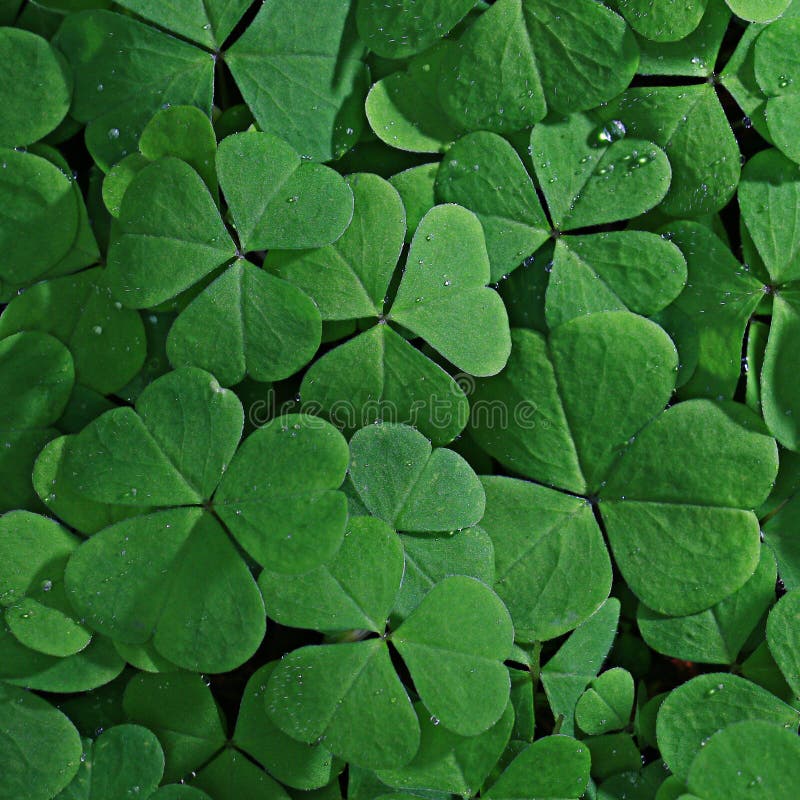 131 Shamrock Seamless Wallpaper Stock Photos - Free & Royalty-Free ...