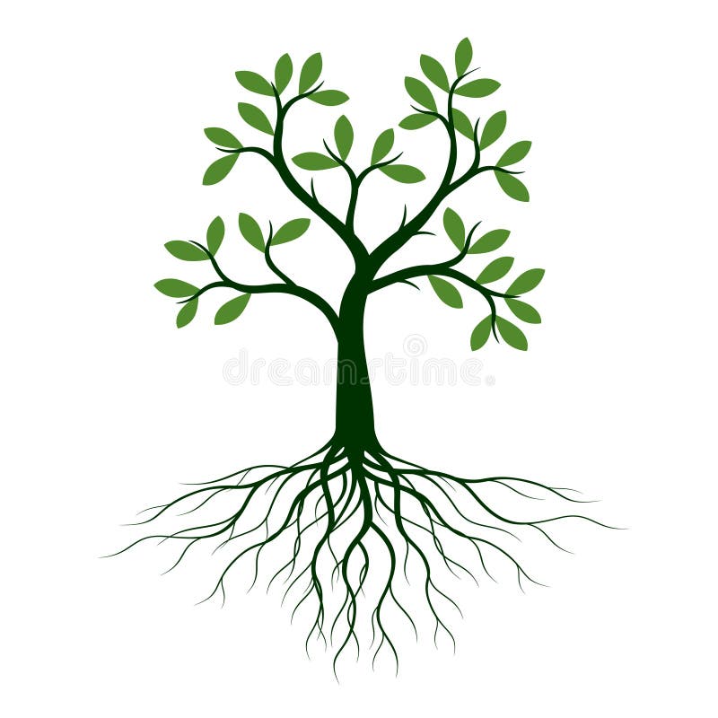 Green Shape of Tree with Leaves and Roots. Vector Outline Illustration ...