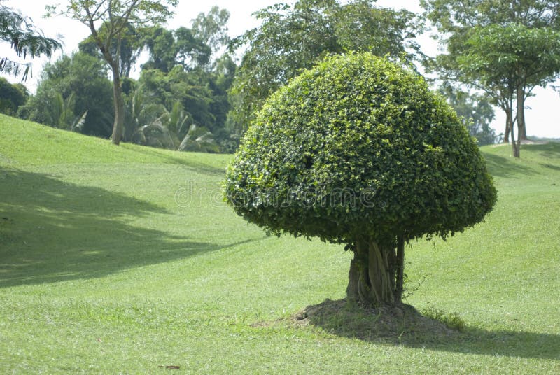 Shaped bush in the field stock photo. Image of bush, form - 2042802