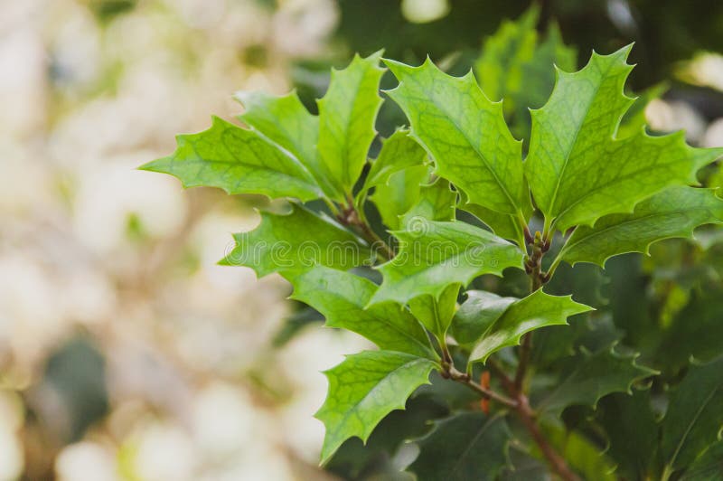 Green Sharp Leaves Close Up Texture with Yellow Unfocused Background ...