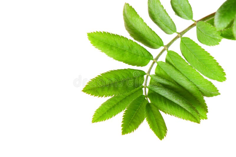 GREEN SHEET stock photo. Image of isolated, leaves, natural - 25033956