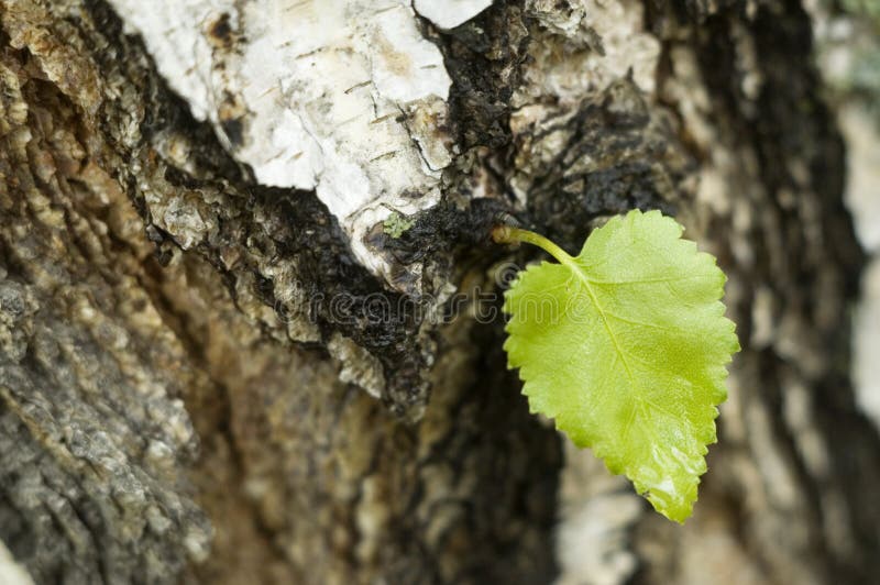 Green Sheet. Picture Image: 5262628