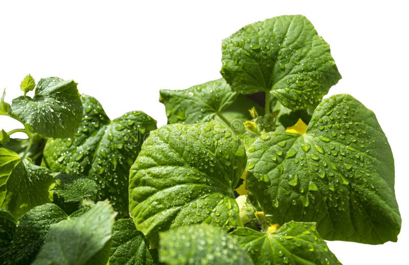 Green Sheet Cucumber on White Background Stock Image - Image of rain ...