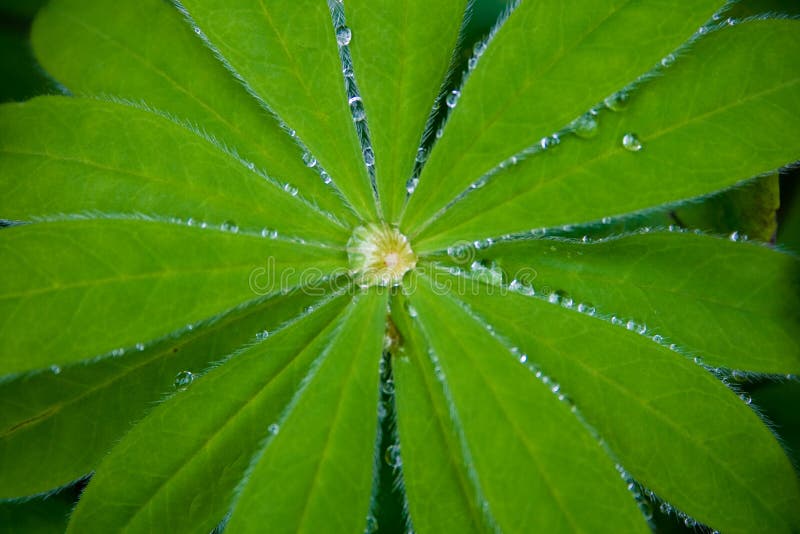 Green Sheet with Drop of Water Stock Image - Image of bright ...