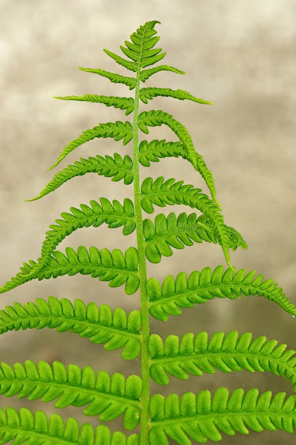 Green sheet of fern stock image. Image of sheet, pattern - 58414537