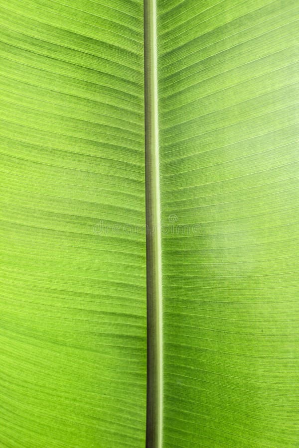 Green sheet stock photo. Image of green, leaf, macro - 49957624