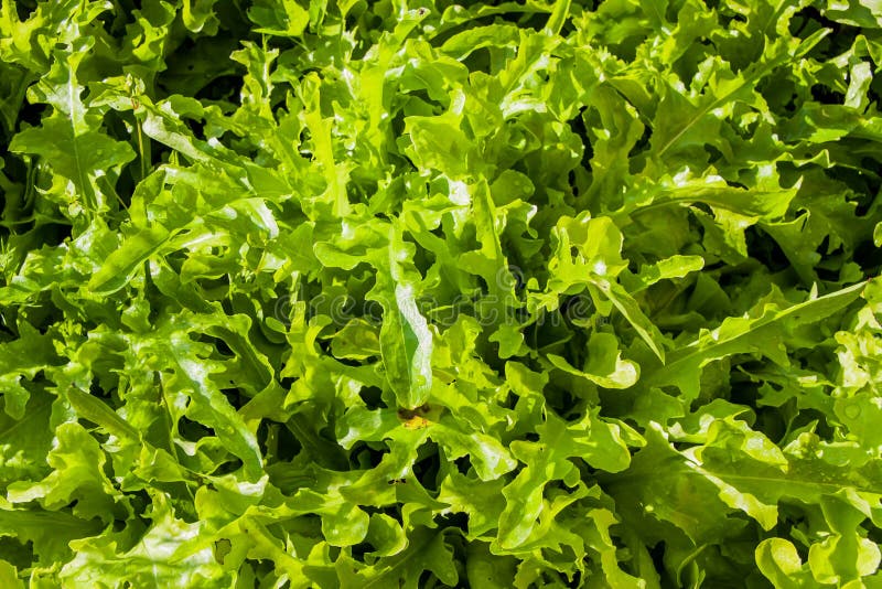 Green Sheet Salad in a Garden Stock Photo - Image of agriculture, plant ...