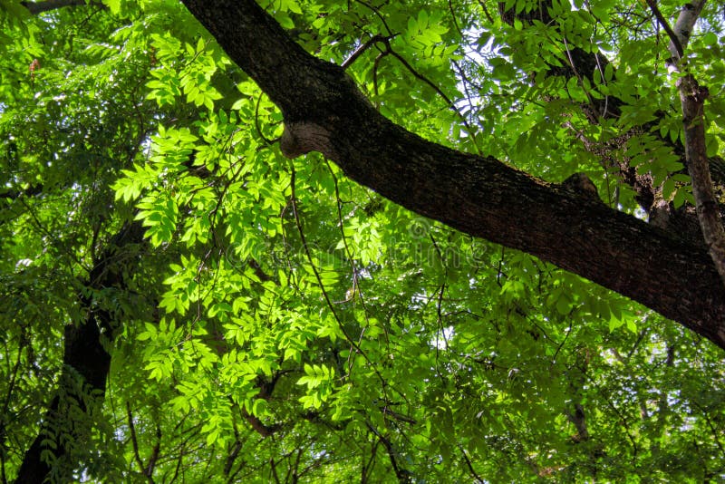Green sheet tree stock photo. Image of flora, stem, park - 98618912