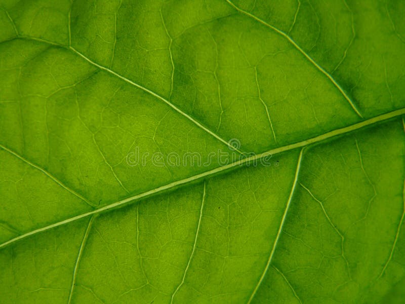 Green Sheet. Picture Image: 5262628