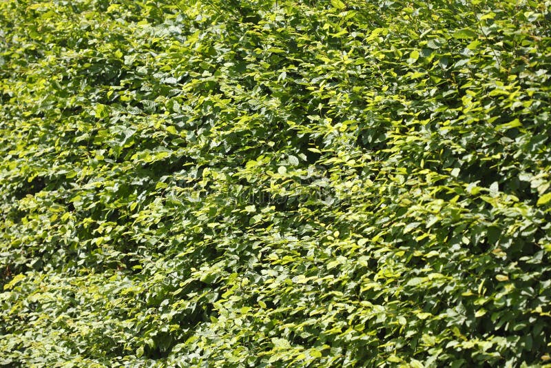 Green Sheets stock photo. Image of tree, recording, field - 96204510