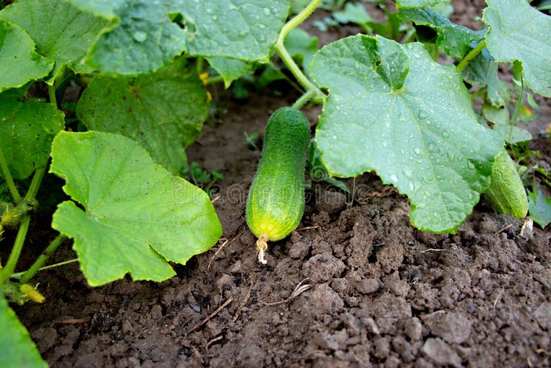 Green Sheets and New Cucumber Grows from Soil in Garden Stock Image ...