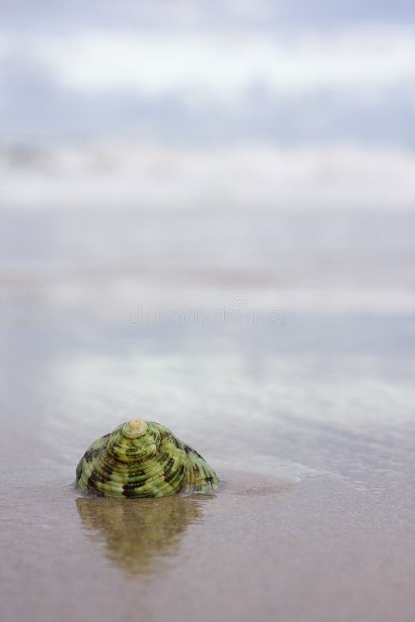 Green shell on beach stock image. Image of relaxing, relax - 4758735