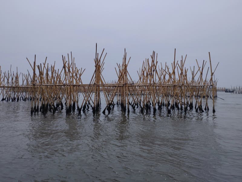 Green Shell Farm Somewhere in Indonesia Stock Photo - Image of farm ...
