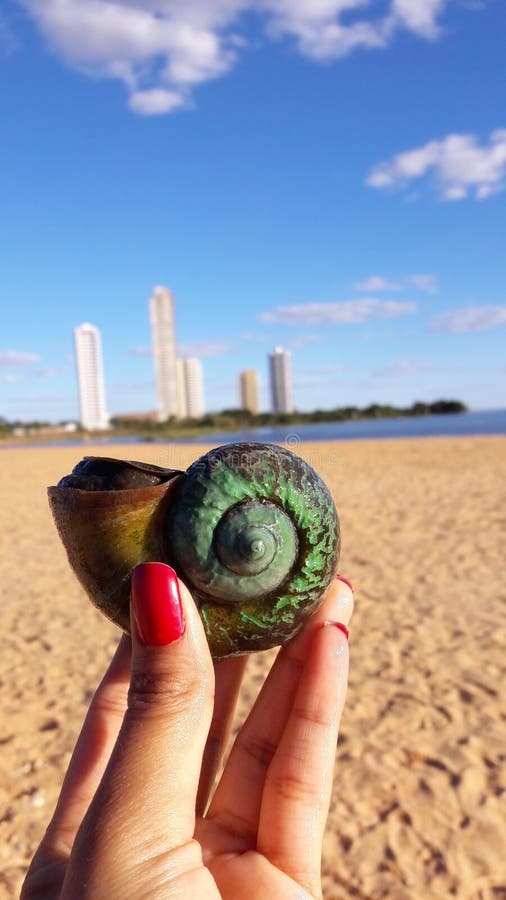 Green shell stock image. Image of beach, concha, palmas - 129920141