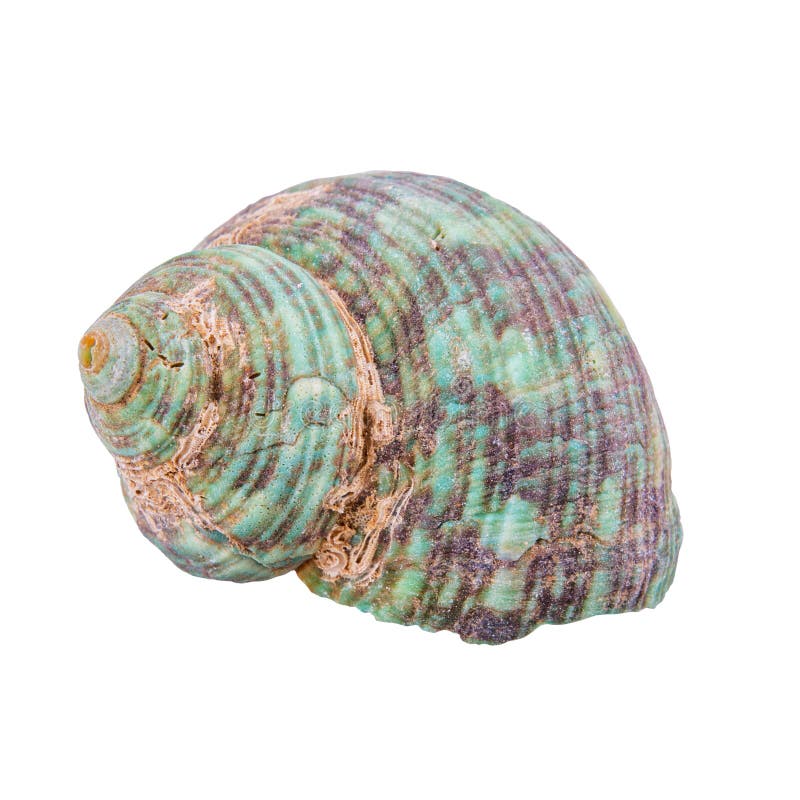 Pearl shell of a nautilus. stock image. Image of delicate - 38067749
