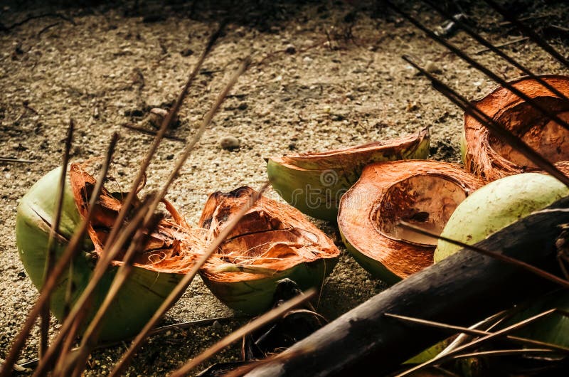 Green shells of coconuts stock image. Image of food, shell - 95068301