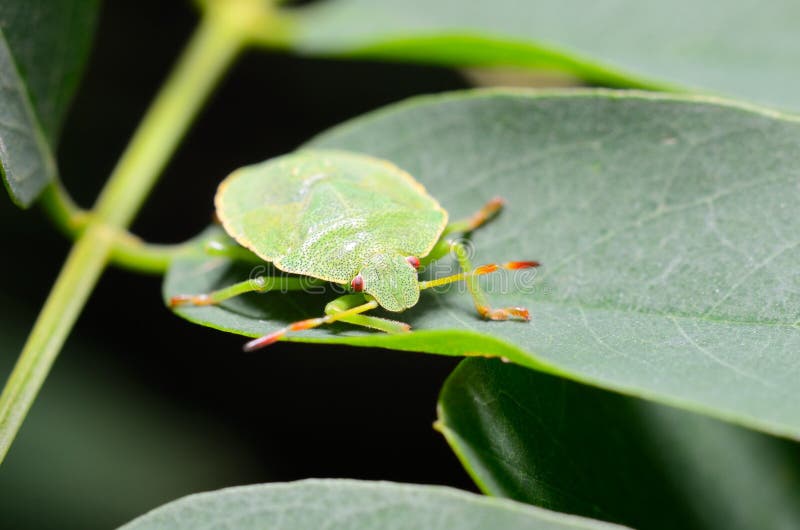 Green shield bug stock image. Image of nature, shield - 140784525
