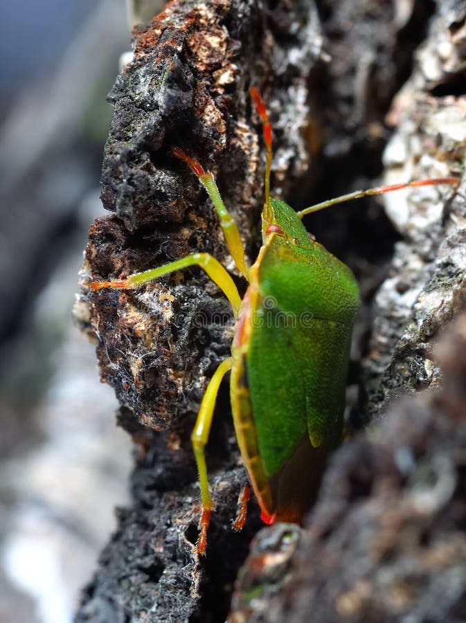 Green shield bug stock image. Image of order, shieldbug - 2380509