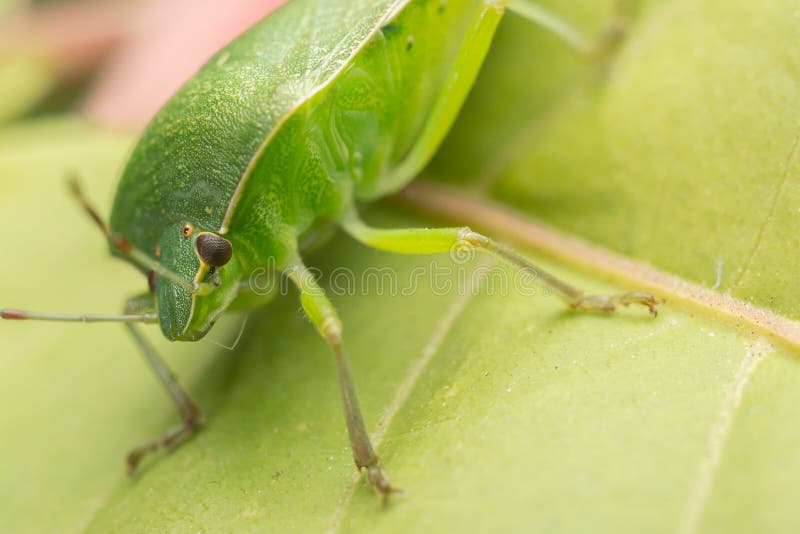 Green Shield Bug stock image. Image of branches, black - 26776355