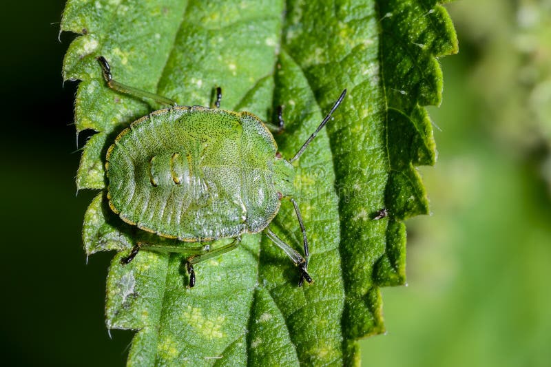 Colored corn cobs stock image. Image of health, fresh - 26826713