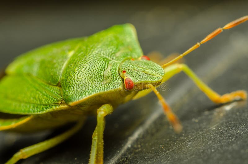 Green Shield Bug stock image. Image of critter, botanic - 27325865