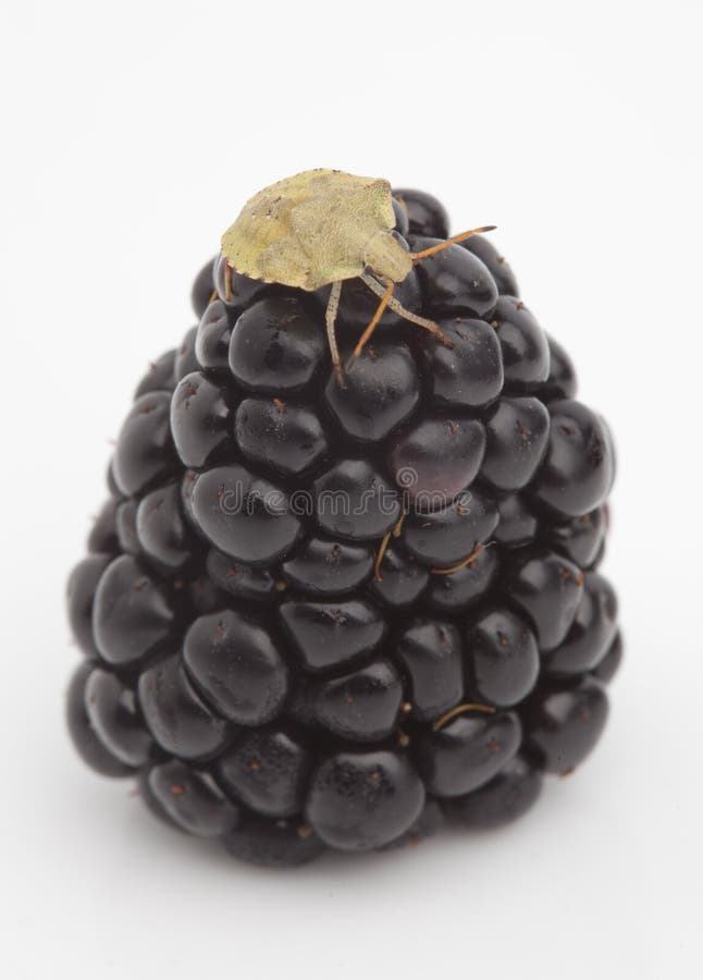 A Green Shield Bug on Blackberries Stock Image - Image of blackberries ...