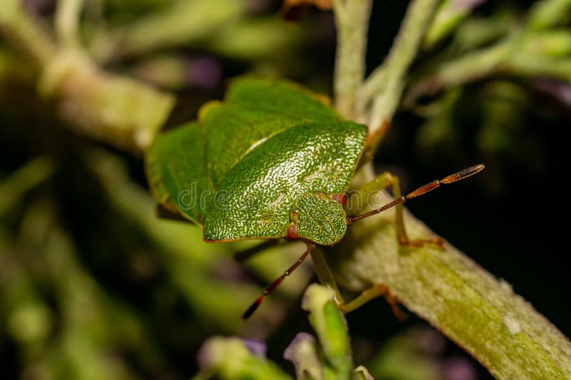 Shield bug stock photo. Image of beetle, horizontal - 229052382