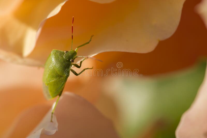 Green Shield Bug on Colorful Roses Stock Image - Image of floral ...
