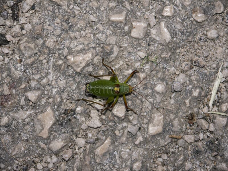 Green Shield Bug on Gravel Ground Top View Stock Image - Image of ...