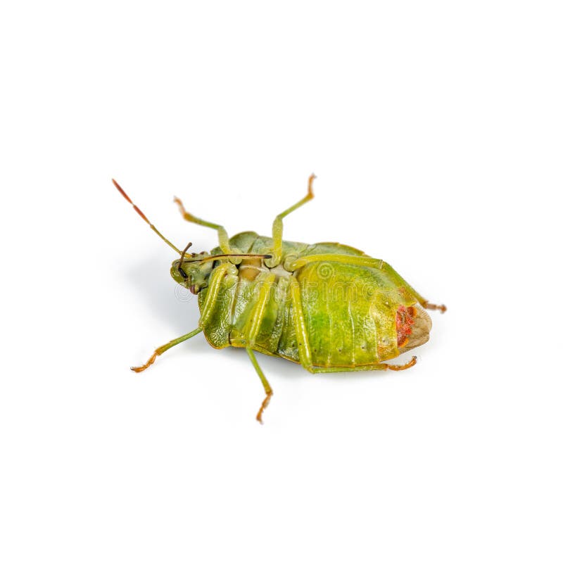 Green Shield Bug Lies on His Back on a White Background Stock Photo ...