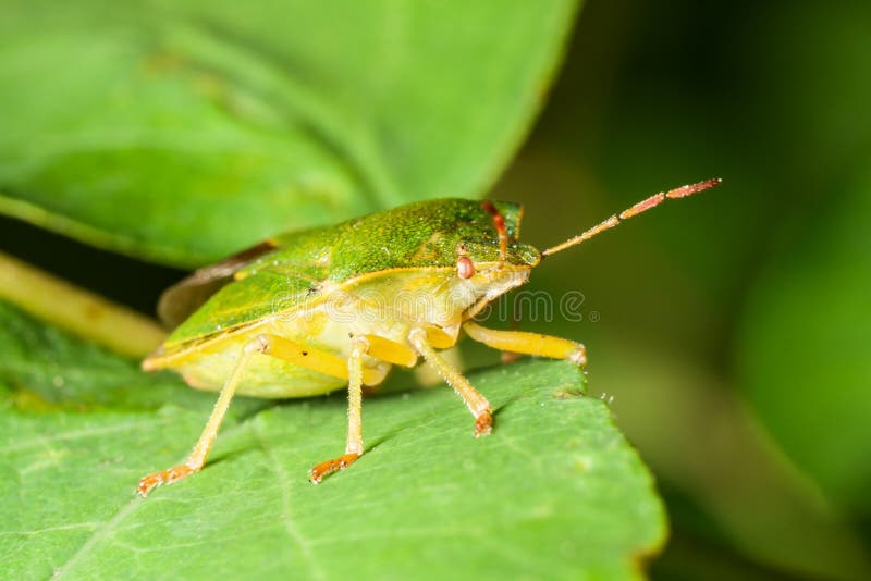 Green Shield bug stock photo. Image of palomena, european - 34899956